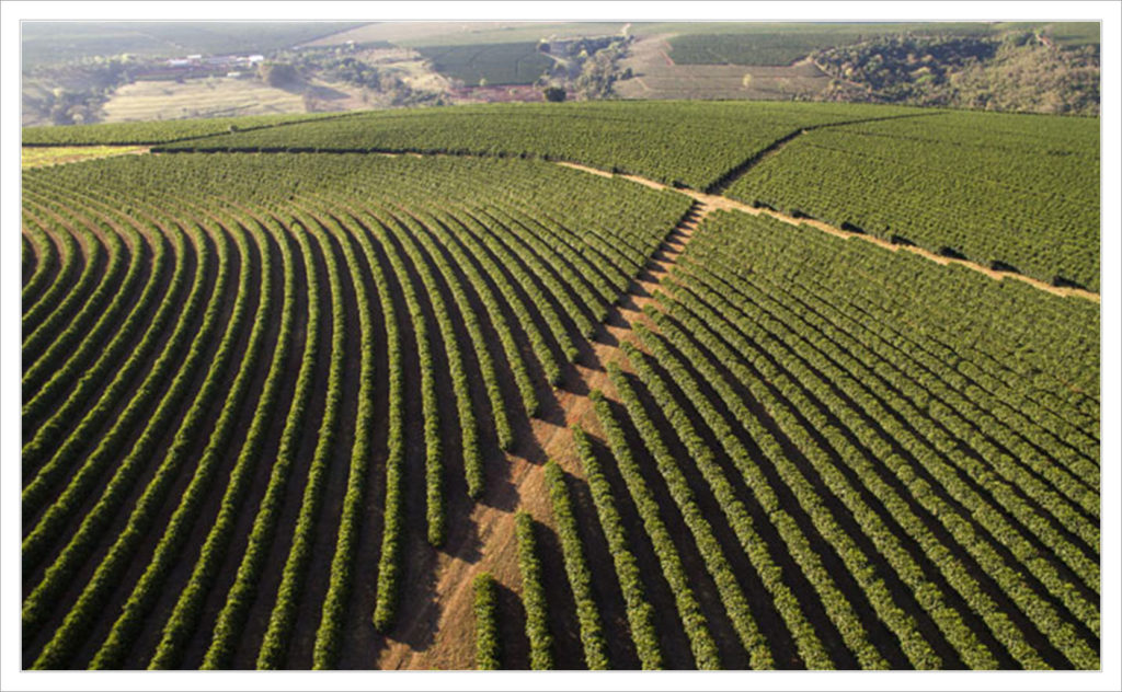 Coffee: Sun-Grown or Shade-Grown?