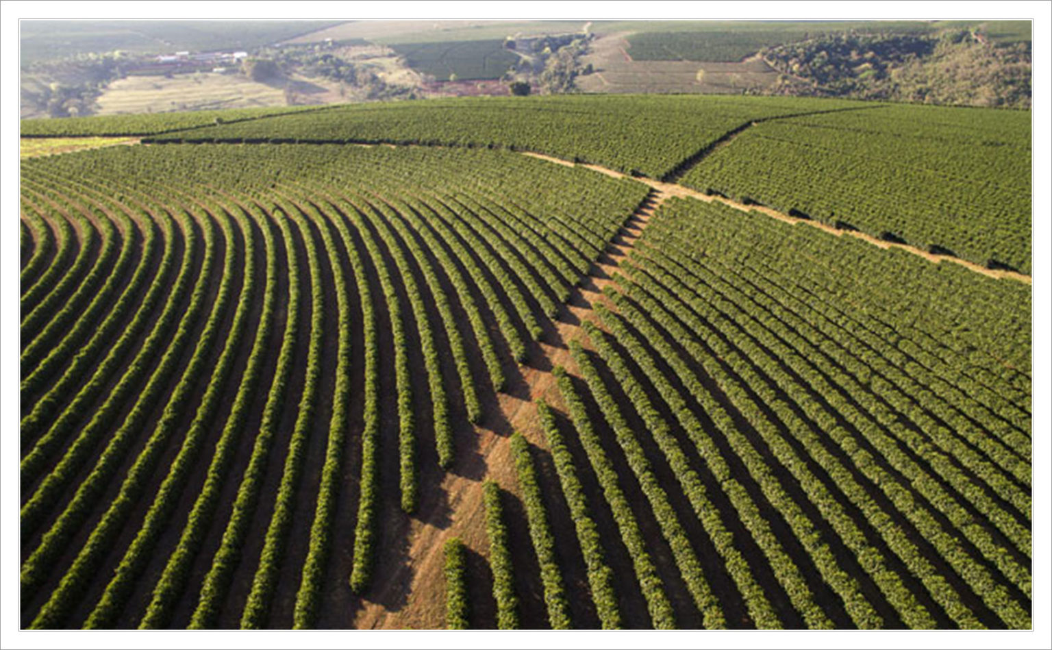 Coffee: Sun-Grown or Shade-Grown?