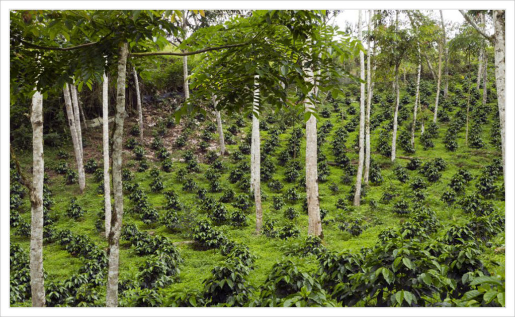 Coffee: Sun-Grown or Shade-Grown?