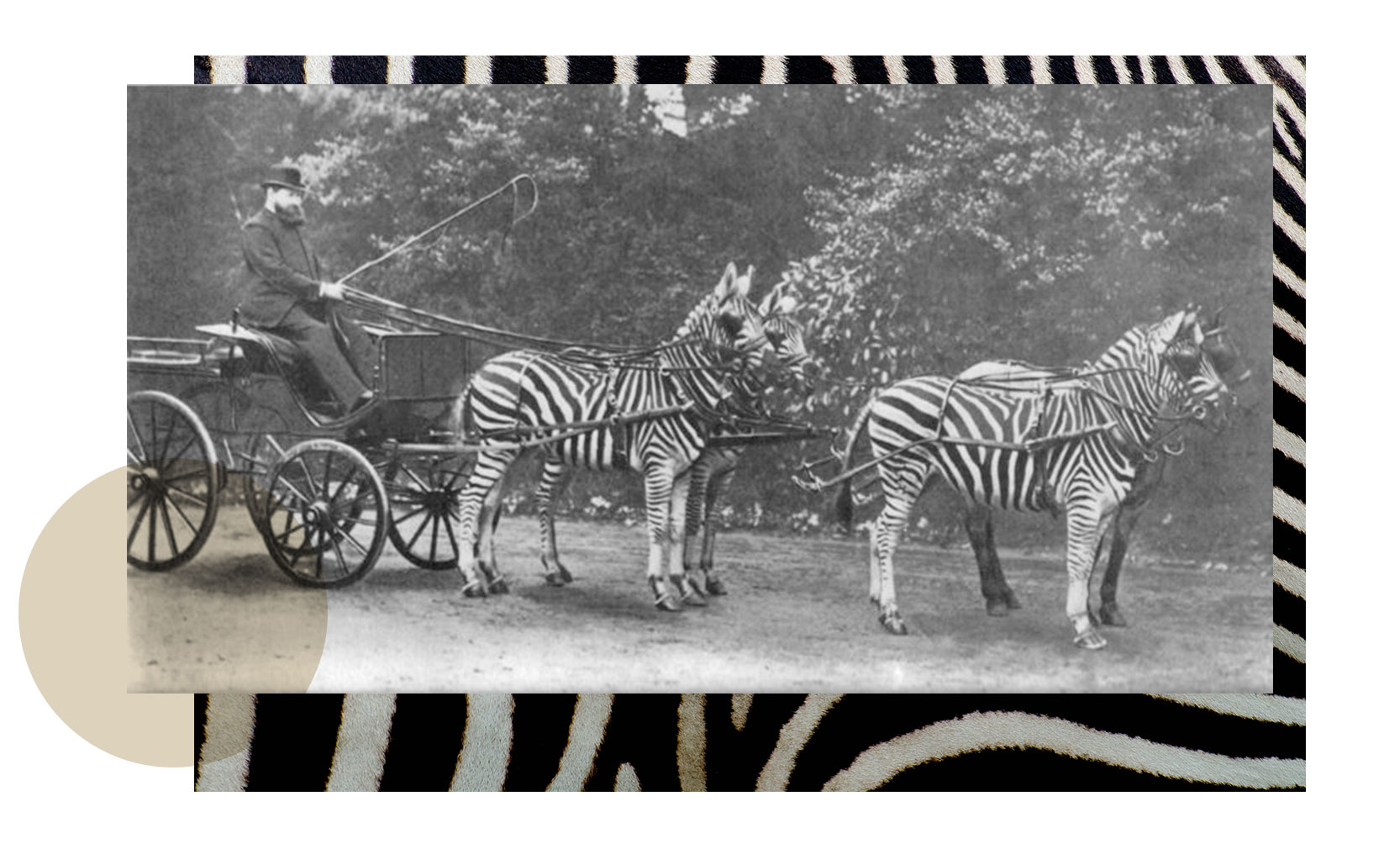 Zebra Domestication