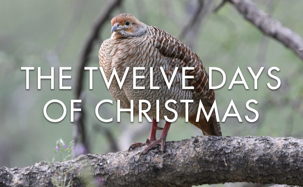 The Twelve Days of Christmas